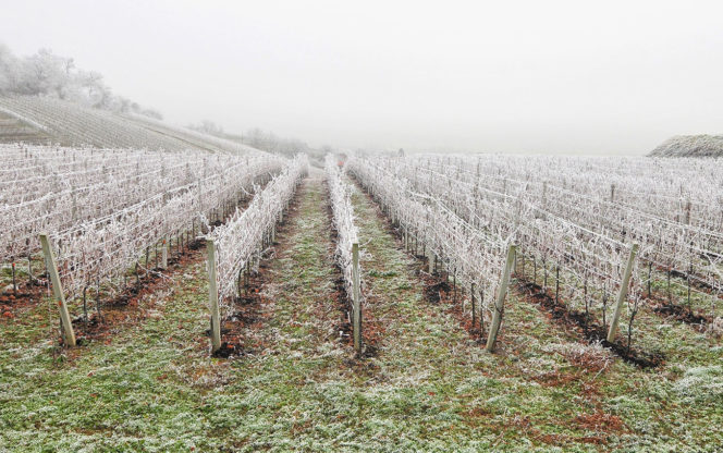 Вино | Серцевина